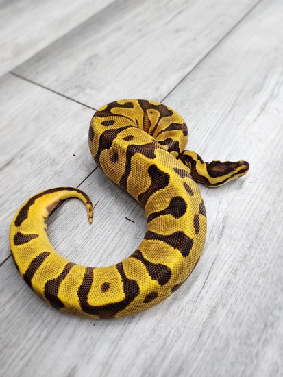 Leopard Enchi OD YB Pos Het Pied Ball Python by Balls2U