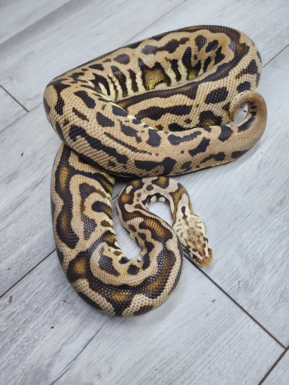 SN Leopard Phantom Pastel Het Clown Ball Python by Balls2U
