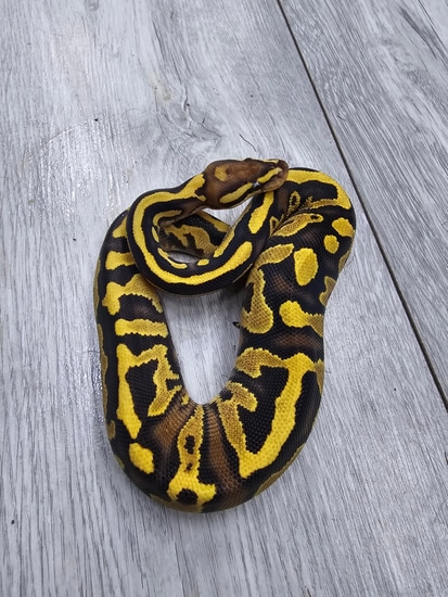 Rhino Yellow Belly Fire Het Pied Pos Het Hypo Pos Het Clown Ball Python ...