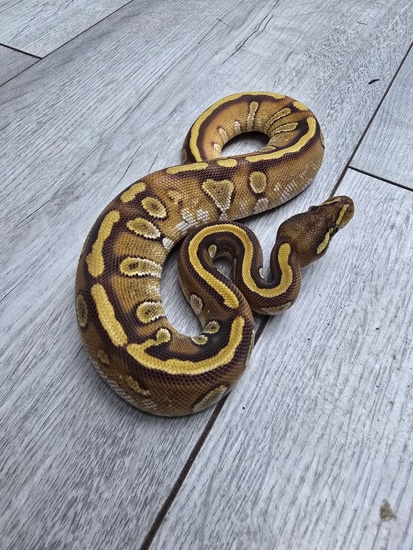 Enchi Mojave Orbit Het Ultramel Ball Python by Balls2U