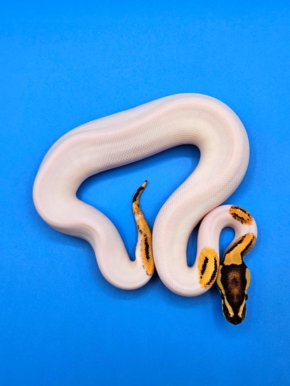 FireFly! High White Pied Ball Python by Balls and Hogs Mutations Inc.