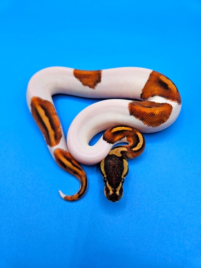 Pumpkin Enchi Ball Python by Balls and Hogs Mutations Inc.