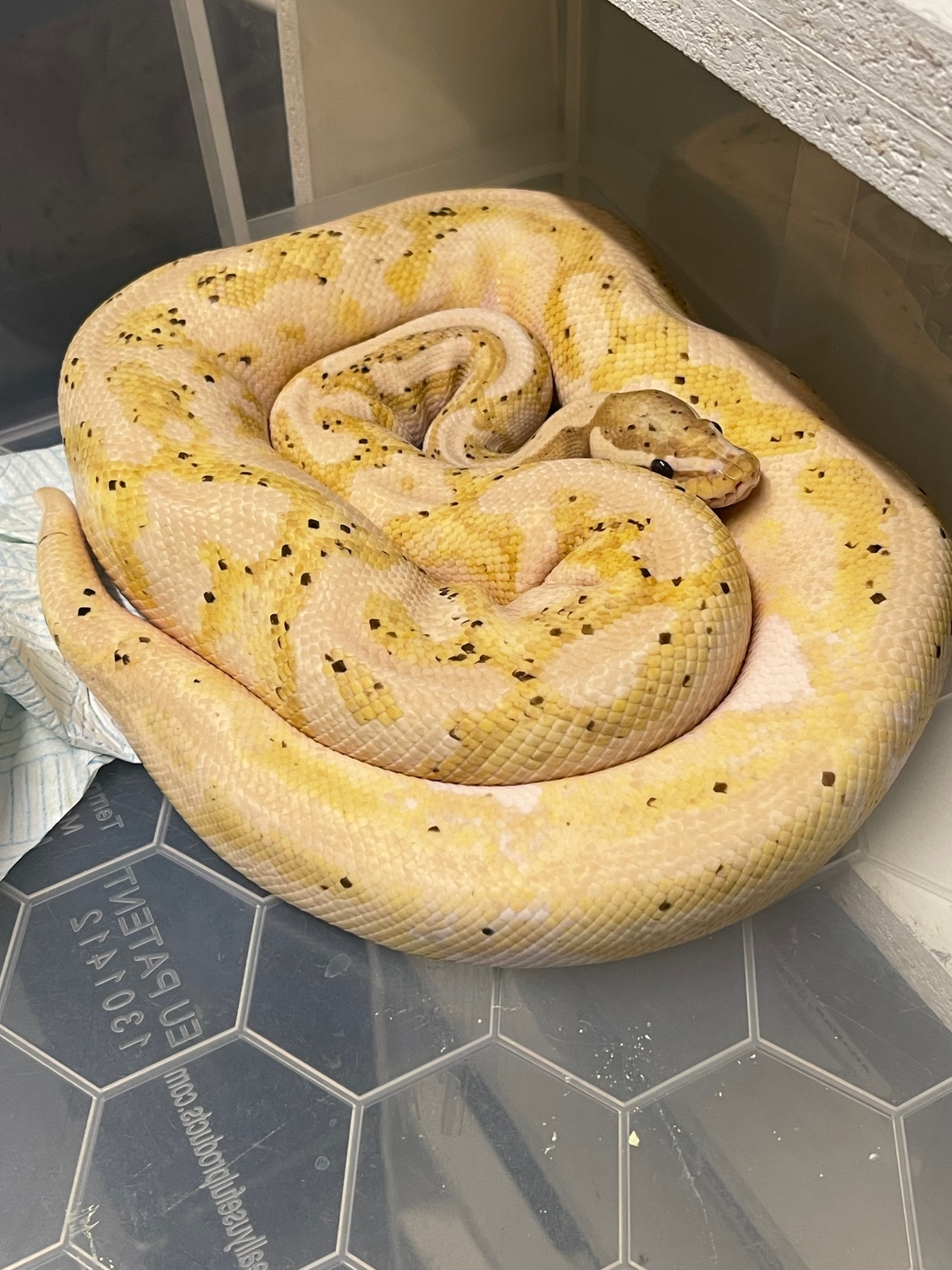 Banana Pied Ball Python by Balls Galore UK - MorphMarket