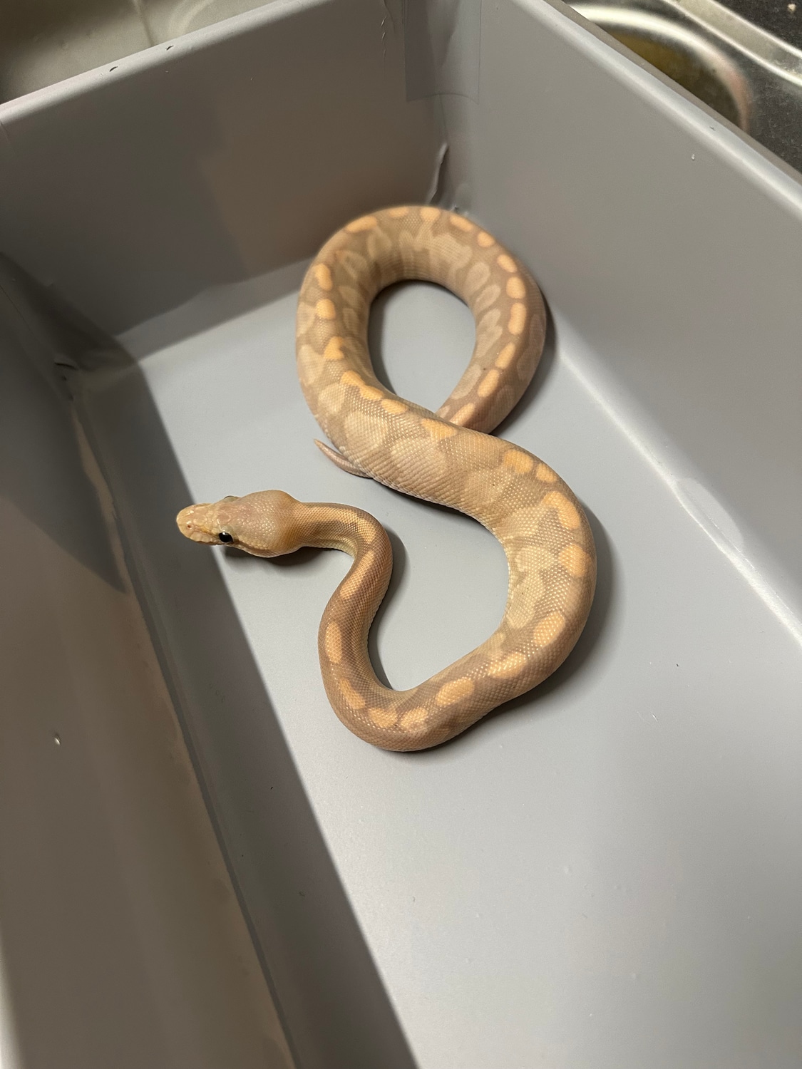 2023 Male Coral Glow Cinnamon GHI Mojave Ball Python by Balls Galore UK ...