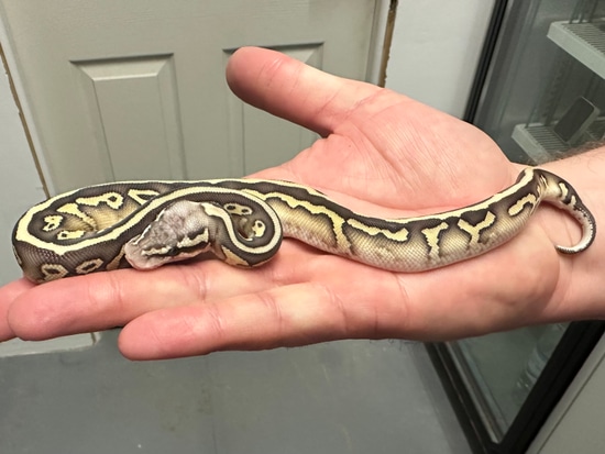 2023 Female Leopard Butter Pastel Het Clown Ball Python by Balls Galore UK