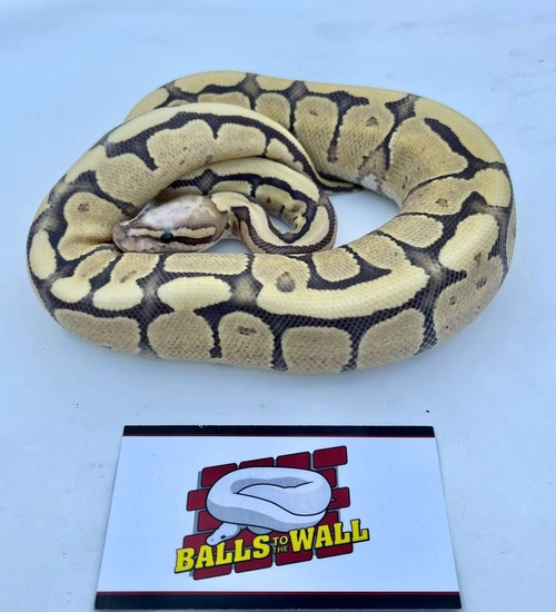 Super Vanilla-Citrus Hypo Ball Python by Balls to the Wall