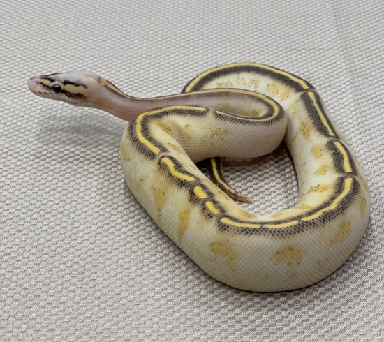 Pastel-Highway Ball Python by Balls to the Wall