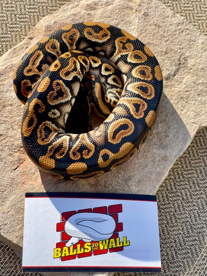 Black Pastel Nanny Het Clown (Male) Ball Python by Balls to the Wall