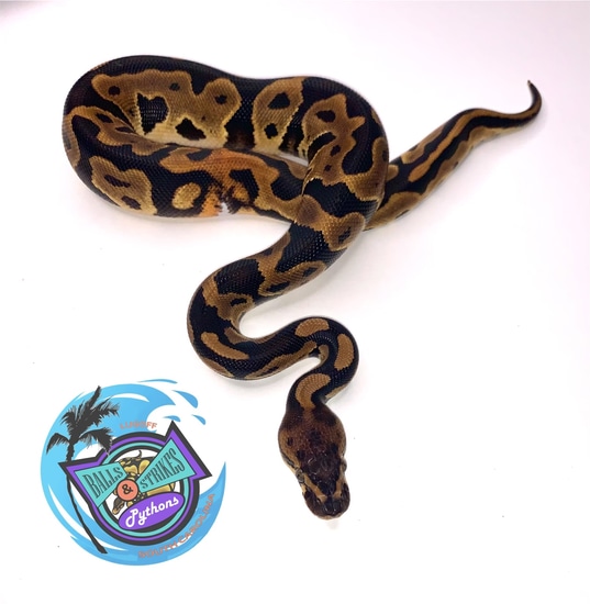Leopard DH Clown Pied Ball Python by Balls & Strikes Pythons