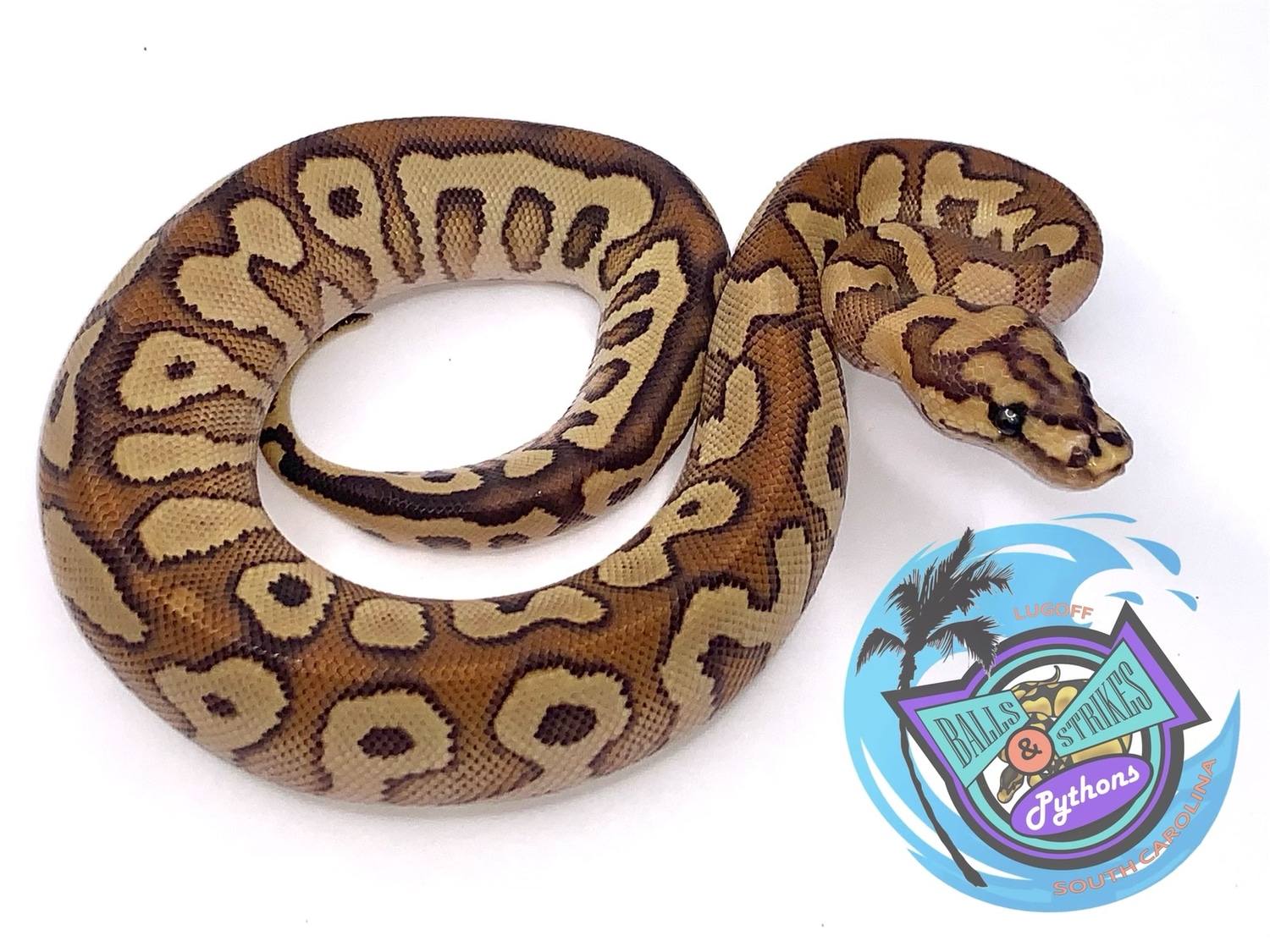 Spotnose Mojave Clown Poss Redstripe Poss Yellowbelly Ball Python by ...