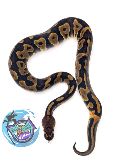 Leopard DH Clown Pied Ball Python by Balls & Strikes Pythons