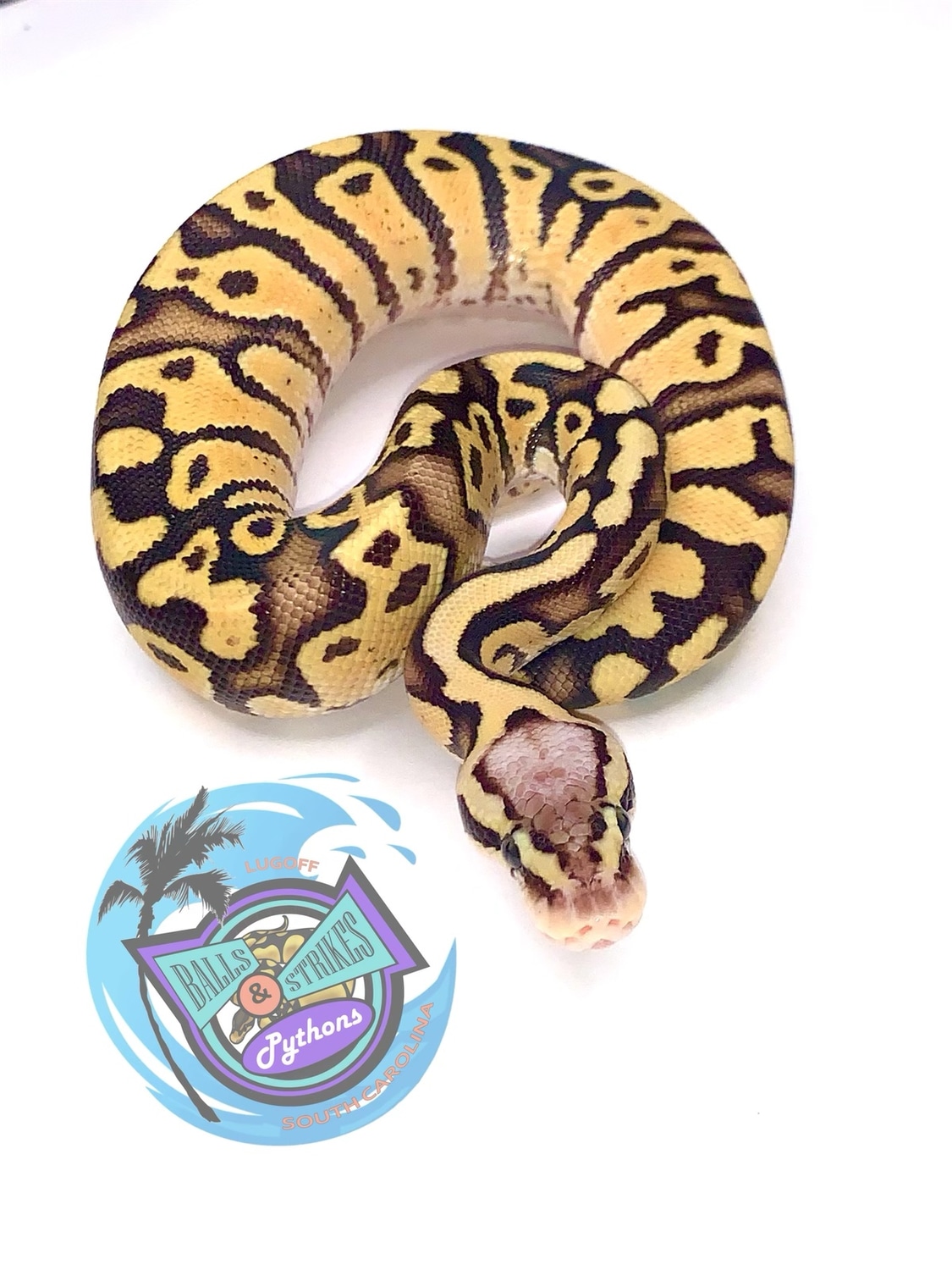 Firefly Het Clown Ball Python by Balls & Strikes Pythons - MorphMarket