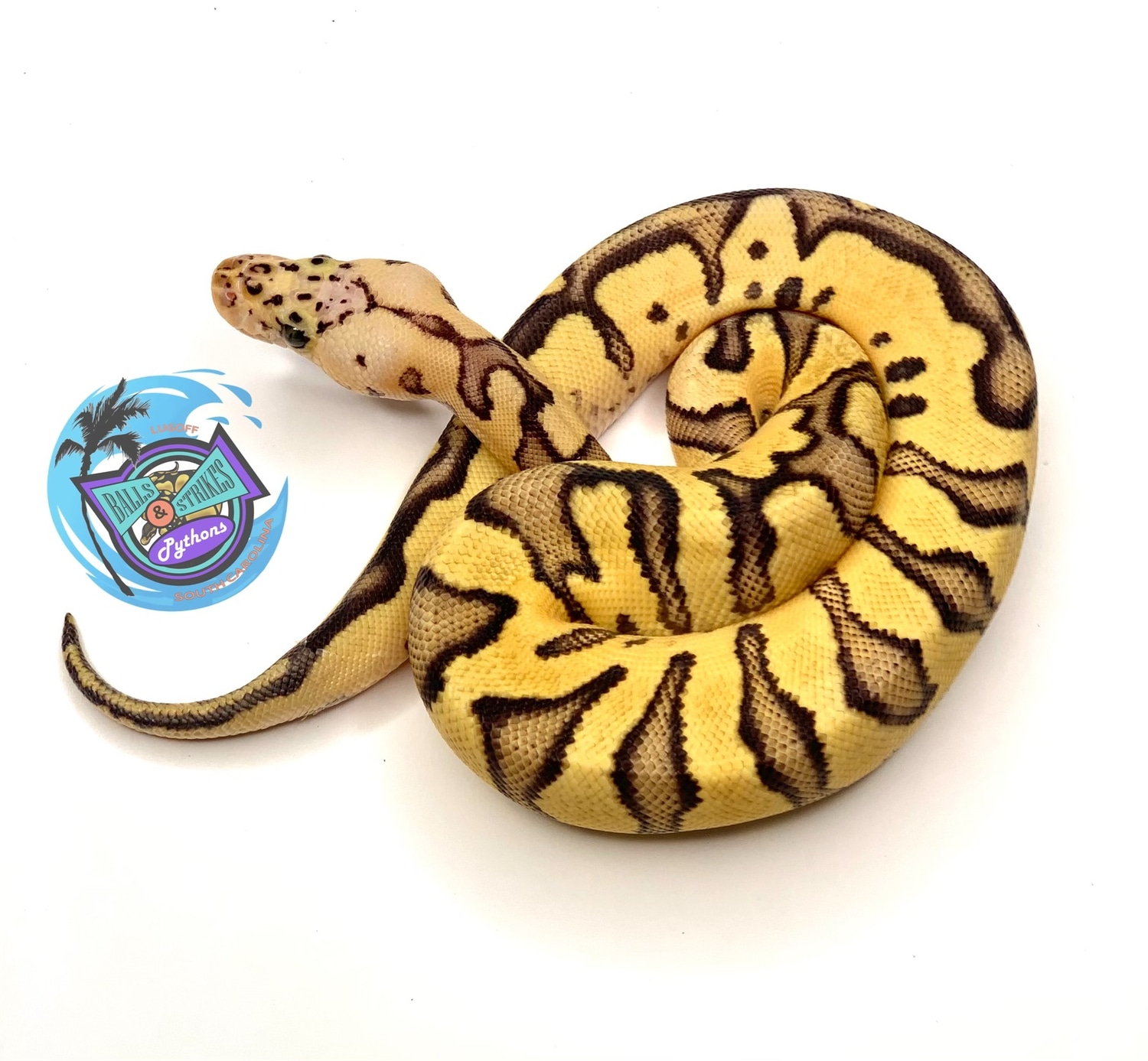 Firefly Clown Ball Python by Balls & Strikes Pythons - MorphMarket