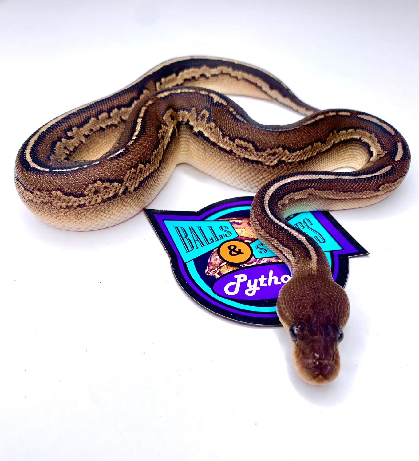 Vudoo Bongo OD Black Pastel Ball Python by Balls & Strikes Pythons ...