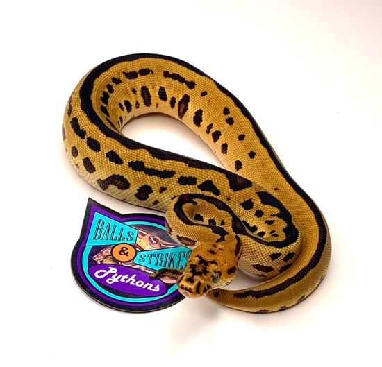 Batman Yellowbelly PH Pied Ball Python by Balls & Strikes Pythons