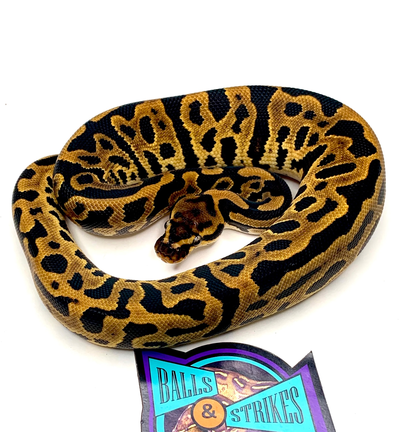 Leopard Spotnose Het Clown PH Pied Ball Python by Balls & Strikes ...