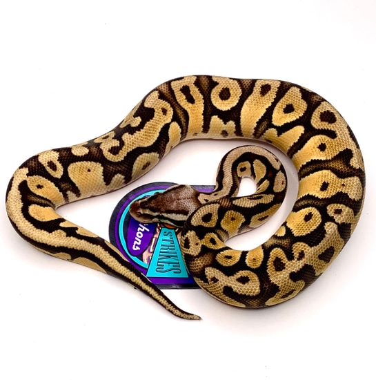 Orange Dream Firefly Ball Python by Balls & Strikes Pythons