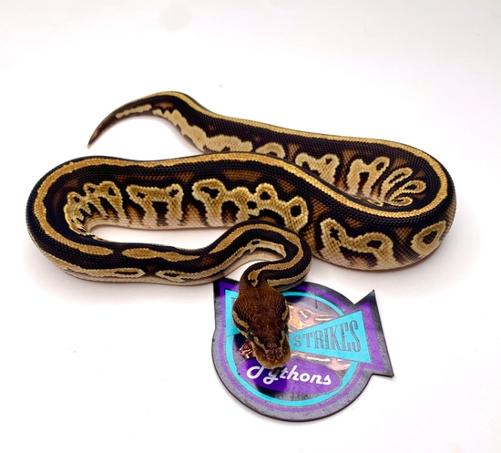 Orange Dream Bongo Ball Python by Balls & Strikes Pythons