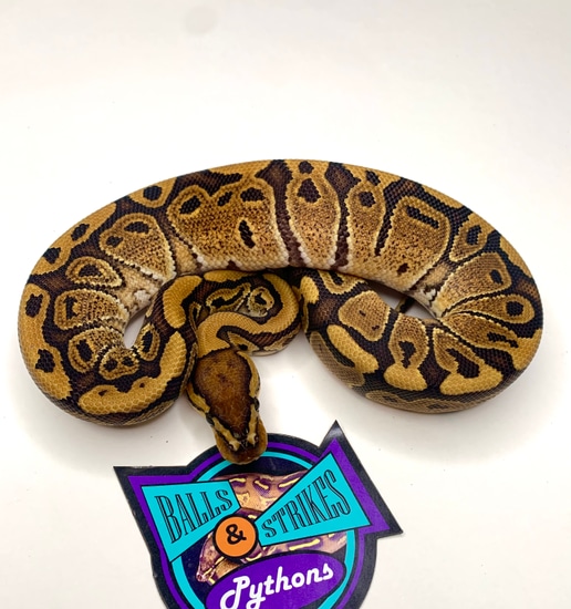 Redstripe Het Clown Ball Python by Balls & Strikes Pythons