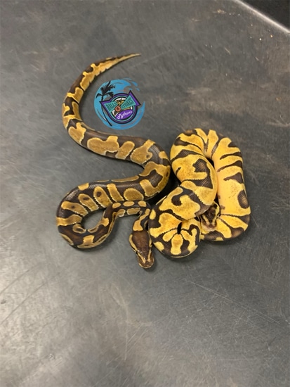1.1 DH Sunset DG Pastel Enchi And Enchi Chocolate Ball Python by Balls ...