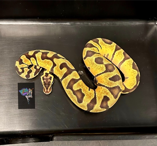 DH Desert Ghost Sunset Enchi Pastel Ball Python by Balls & Strikes Pythons