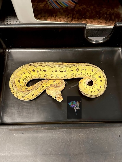 Leopard Firefly Clown Ball Python by Balls & Strikes Pythons