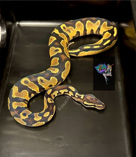 Super OD YB Ball Python by Balls & Strikes Pythons