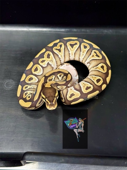 Chocolate Mojave Het Clown Ball Python by Balls & Strikes Pythons