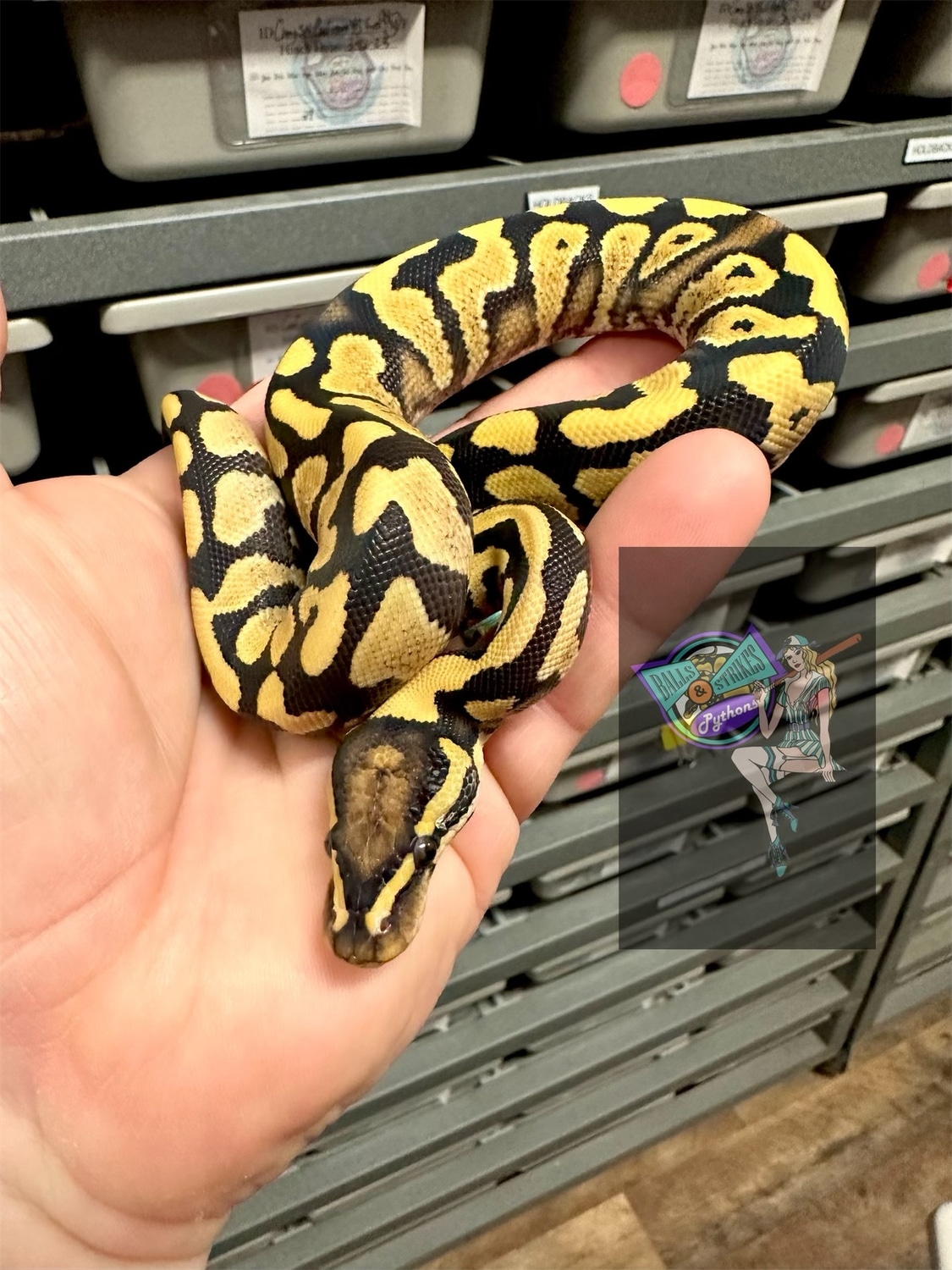 Yellowbelly Desert Ghost 66% Het Cryptic Ball Python by Balls & Strikes ...