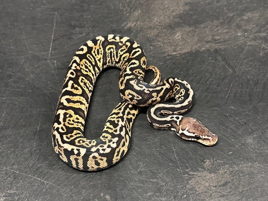 Confusion Cinnamon Spotnose Firefly Ball Python by Balls & Strikes Pythons