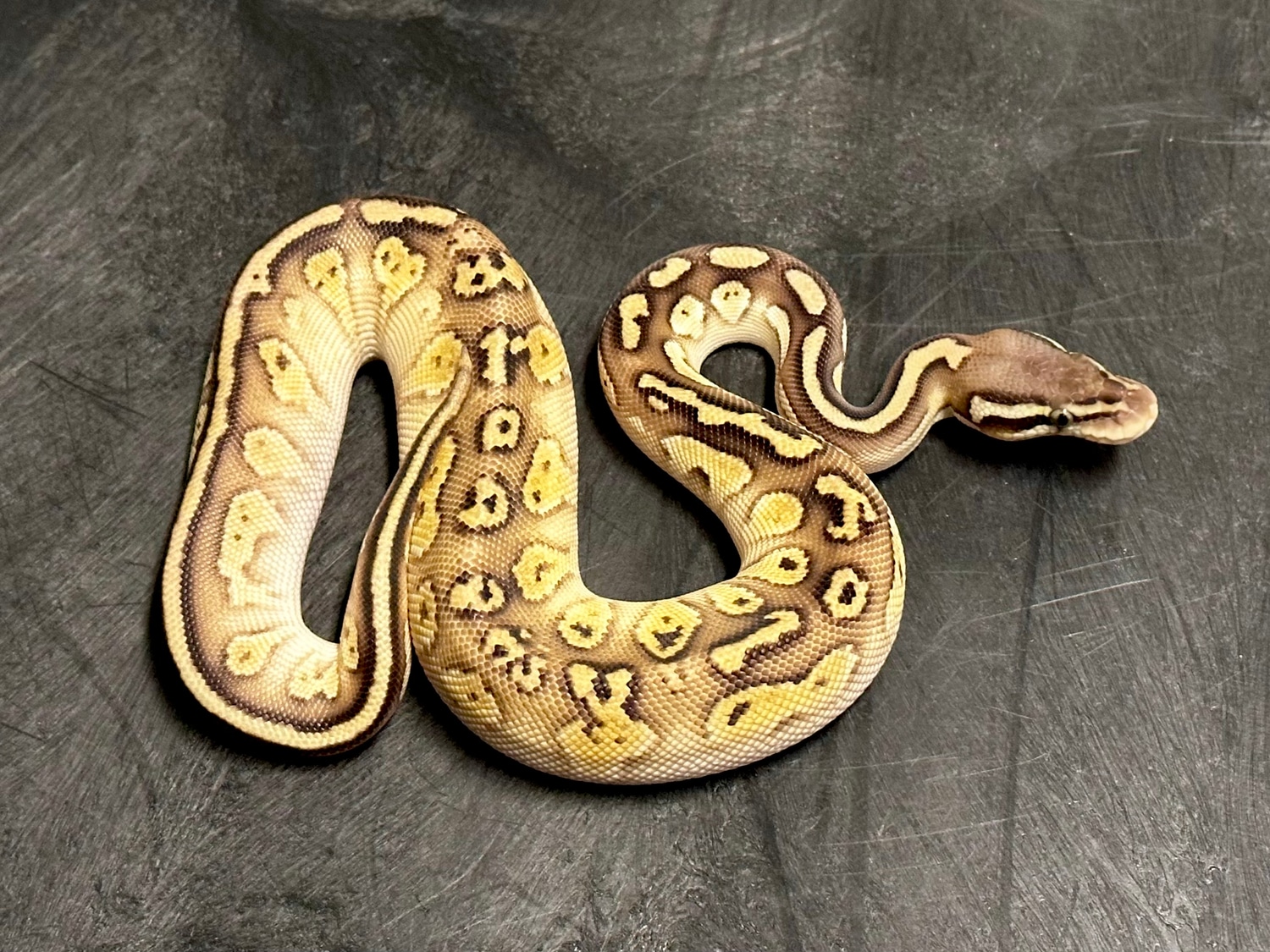 Balls & Strikes Pythons's Collection - MorphMarket