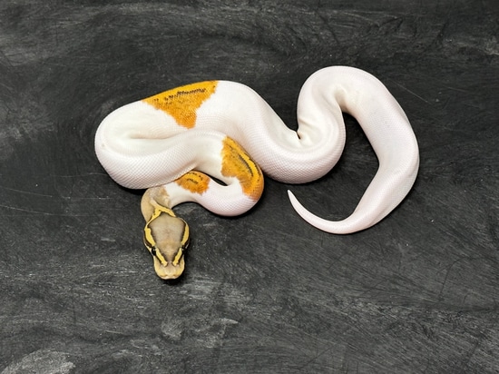 Pastel Ghost Pied Ball Python by Balls & Strikes Pythons
