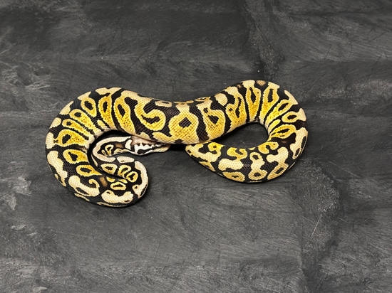 Spotnose Firefly Het Clown Ball Python by Balls & Strikes Pythons