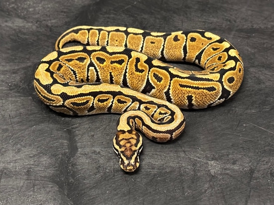 Fire Spotnose Ball Python by Balls & Strikes Pythons