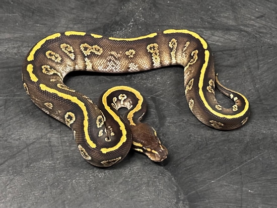 Mojave Vudoo 50% Het Desert Ghost Ball Python by Balls & Strikes Pythons