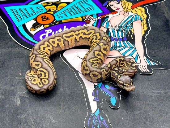 Pastel Trick Phantom Het Clown Ball Python by Balls & Strikes Pythons