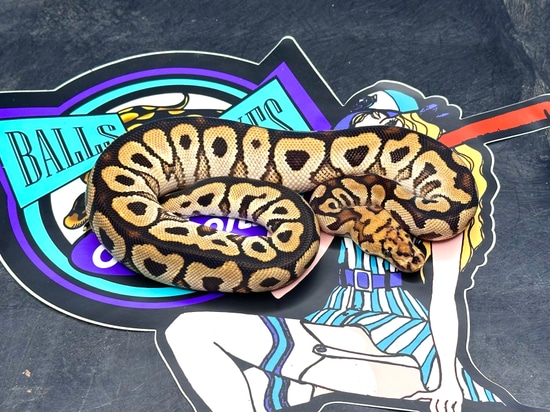 Spotnose Clown Ball Python by Balls & Strikes Pythons