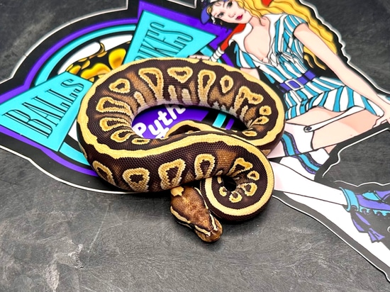 Spotnose Mojave Red Stripe Het Clown Ball Python by Balls & Strikes Pythons