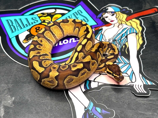 Enchi Red Stripe Het Clown Ball Python by Balls & Strikes Pythons