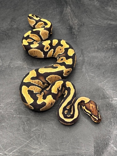 Fire Red Stripe Het Clown Ball Python by Balls & Strikes Pythons