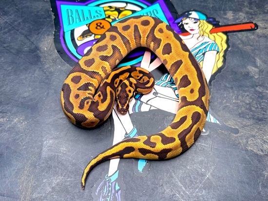 Enchi Leopard YB Het Clown Ball Python by Balls & Strikes Pythons