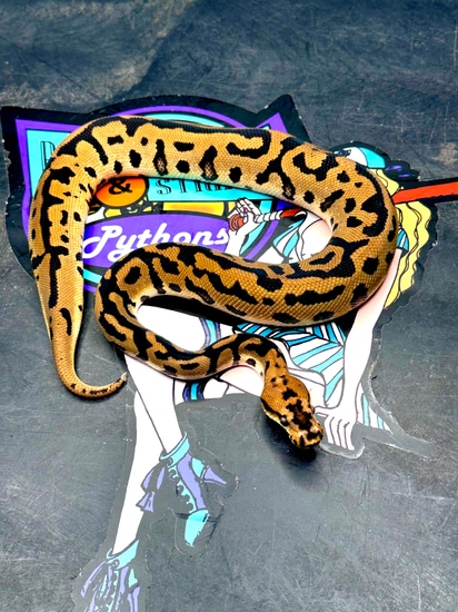 Motley Batman Ball Python by Balls & Strikes Pythons