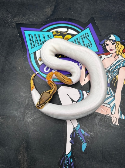 Pastel Hypo Pied Ball Python by Balls & Strikes Pythons