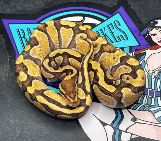 Cypress Enchi Fire Het Clown Ball Python by Balls & Strikes Pythons