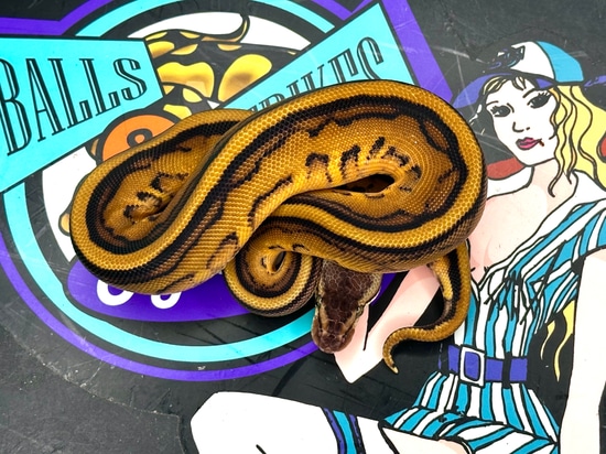 Pastel Leopard G-Stripe 50% Het Desert Ghost Ball Python by Balls & Strikes Pythons