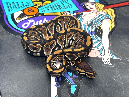 Vudoo Het Clown Ph Pied Ball Python by Balls & Strikes Pythons