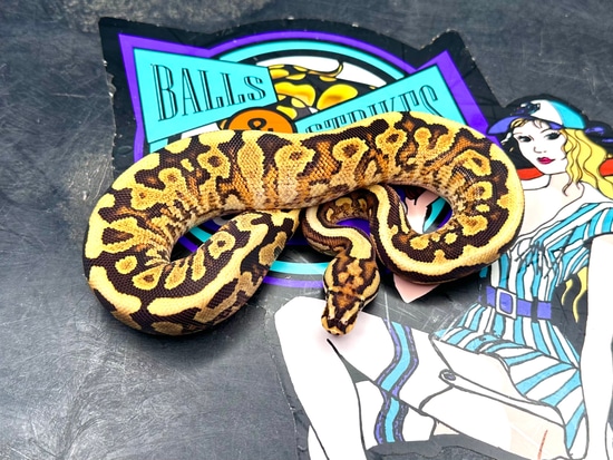 Spotnose Yellowbelly Fire Het Clown Ball Python by Balls & Strikes Pythons