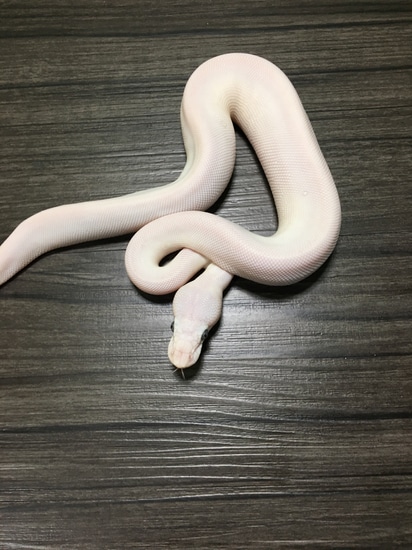 Bel Lesser / Mojave Ball Python by Balls Deep Reptiles LLC