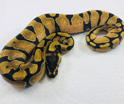 Balls Deep Reptiles LLC - MorphMarket