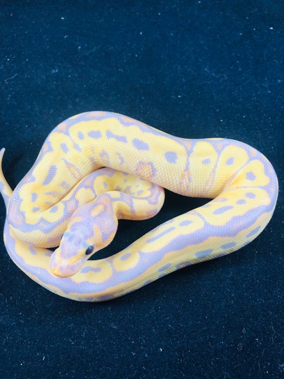Coral Glow Clown Ball Python by Balls Deep Reptiles LLC